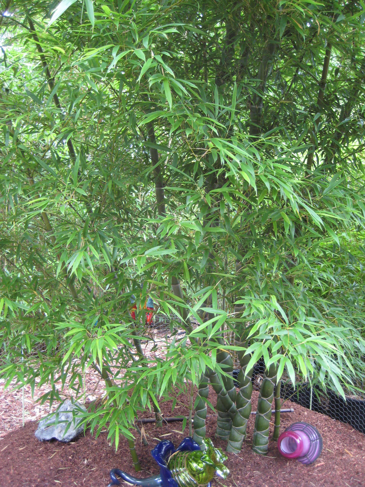 Rare Bamboo in Seattle, WA - Beauty & the Bamboo