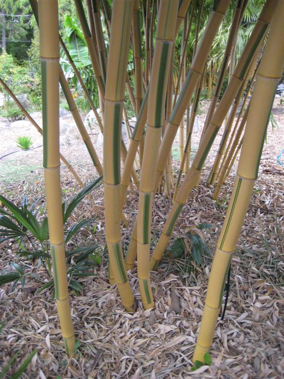 Bamboo Varieties: Running Bamboo - Beauty & the Bamboo